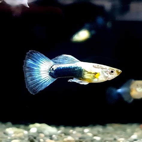 열대어 구피 열대어도매전문 열대어팜