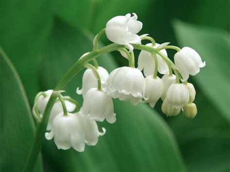 11 Must Know Surprising Benefits Of Lily Of The Valley