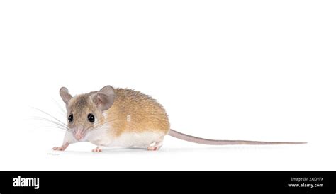 Cute Light Brown Cairo Spiny Mouse Aka Acomys Cahirinus Standing Side Ways Looking Straight To