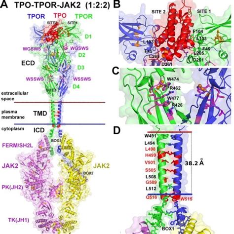 Four Step Amf Modeling Of Cytokine Receptor Signaling Complexes