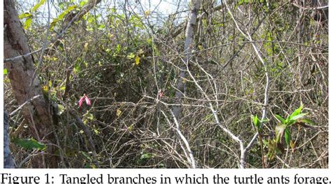 figure 1 from distributed algorithms from arboreal ants for the