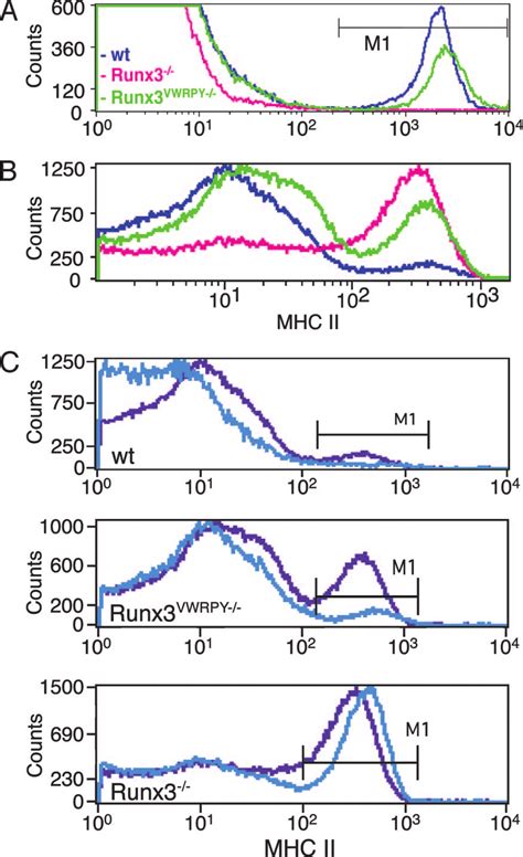 Runx3 Vwrpy Fully Supports The Development Of Lc But Is Less Efficient