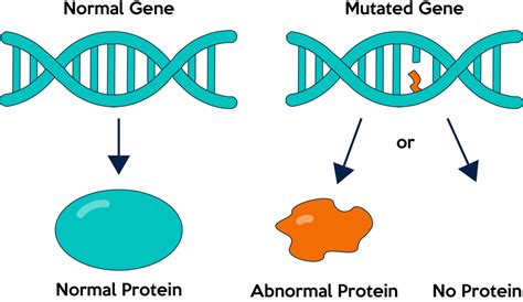 Types Of Genetic Mutations Quizlet At Juliane Michaelis Blog
