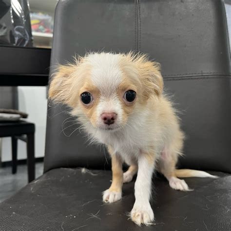 장모치와와치치 강아지책임무료분양 강아지분양 고양이분양 컴투펫 시츄 셔틀랜드쉽독 말티푸 미니핀 치와와 요크셔테리어 포메라니안 말티즈 분양