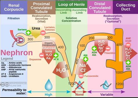 Proximal Convoluted Tubule Cell Structure And Function