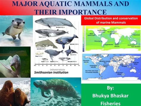 Major Aquatic Mammals And Their Importance By B Pptx