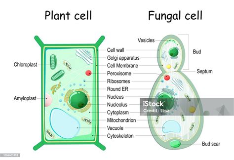 Fungal Cell Wall Structure