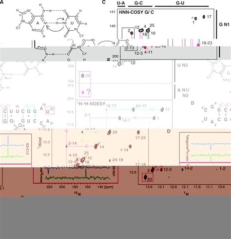 Secondary Structure Assignment Of The Xist Rna A Repeat A Gc Au