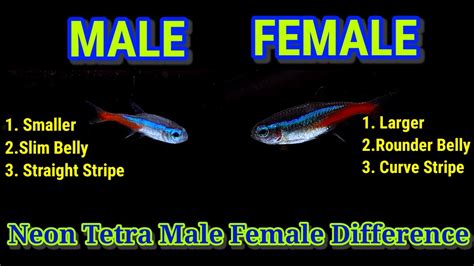 Brilho Tetra E Neon Tetra