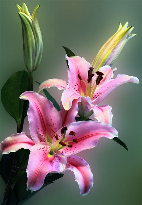 Free Images : nature, blossom, leaf, flower, petal, bloom, isolated ...