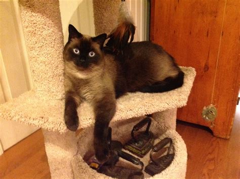 Beautiful Teddie Bear My Seal Point Siamese Cat