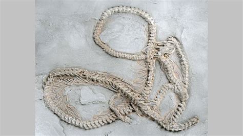 Worlds Oldest Python Fossil Unearthed Live Science