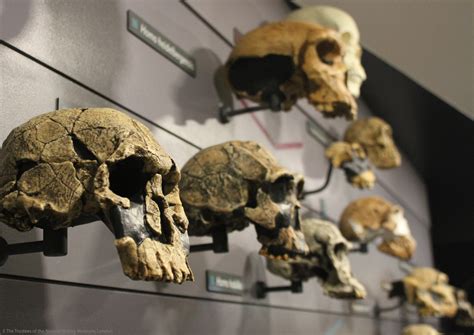 Wall E Human Evolution