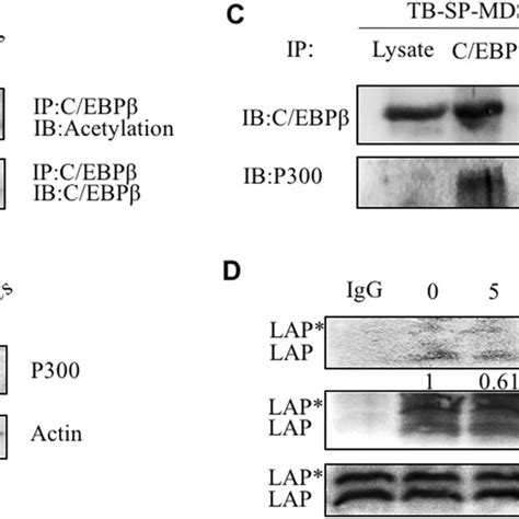 Il 6 Induced P300 Expression And C Ebpβ Acetylation In Mdscs A Download Scientific Diagram