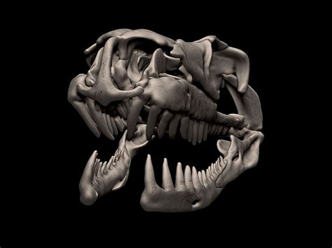 3d Titanoboa Skull 3d Print Model Turbosquid 2396867