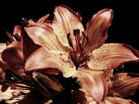 Lilies Wallpaper Computer