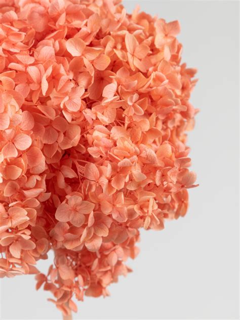 Гортензія стабілізована на гілці градієнт купити за ціною 499 грн • Dfb Elements Україна