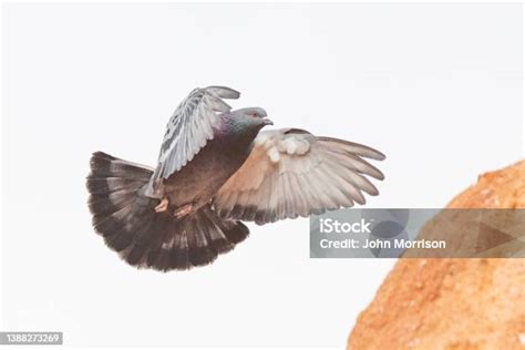 바위 비둘기 또는 비둘기 날개가 퍼지고 사암 형성 둥지 구멍으로 날아갑니다 0명에 대한 스톡 사진 및 기타 이미지 0명 가든 오브 더 갓 갈색 Istock