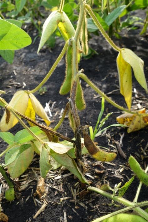 2017 Survey Of Soybean Root Rot In Manitoba Manitoba Pulse And Soybean Growers