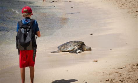 Poipu Beach Is A Must See For Any Kauai Vacation