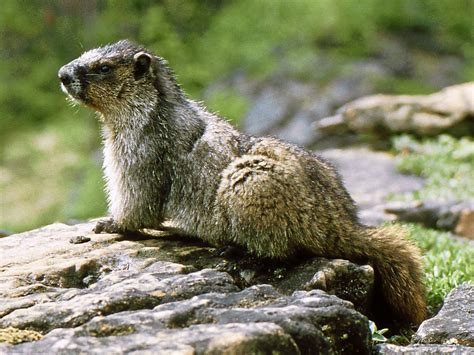 Filehoary Marmot