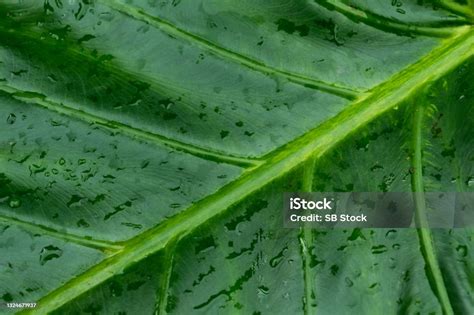 그린 트리 잎에 빗방울을 닫습니다 녹색 식물 잎에 물 빗방울 추상텍스 식 패턴 자연 배경 아름다운 여름 몬순 장마 시즌 스톡