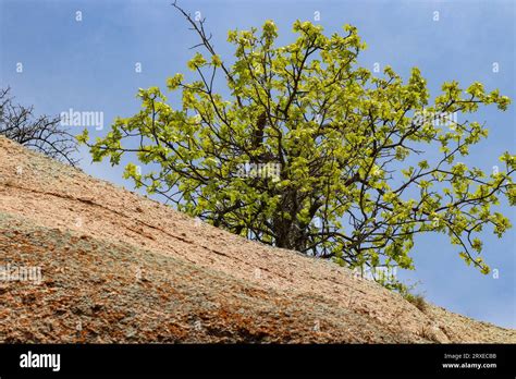 Green Tree Growing On Top Of A Stone Granite Rock Cliffside In The Texas Hill Country Enchanted