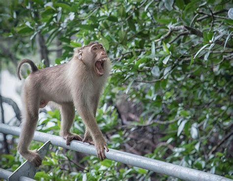 Page 27 Macaca Images Free Download On Freepik