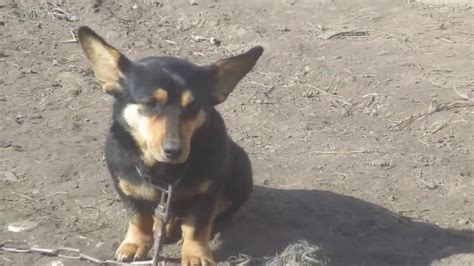 Собака с большими ушами Youtube