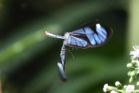 Ithomia Diasiaディアシアトンボマダラ