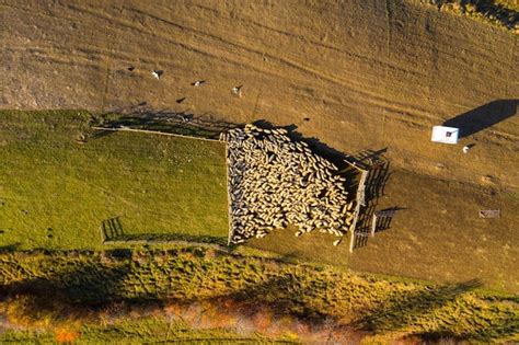 Premium Photo Sheep In Sheepfold Above In Early Morning Lights Aerial Drone Shot