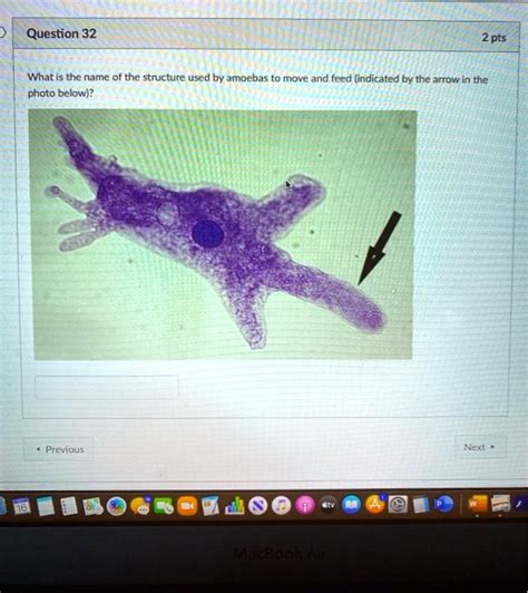 Solved Question 32 2 Pts What Is The Name Of The Structurc Used By