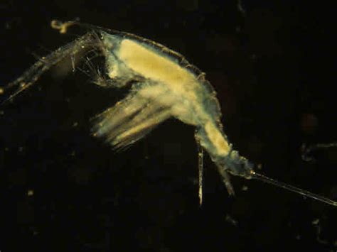 Can You Identify This Harpacticoid Copepod