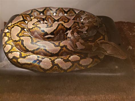 Reticulated Python Enclosures And Setups Morphmarket Reptile Community