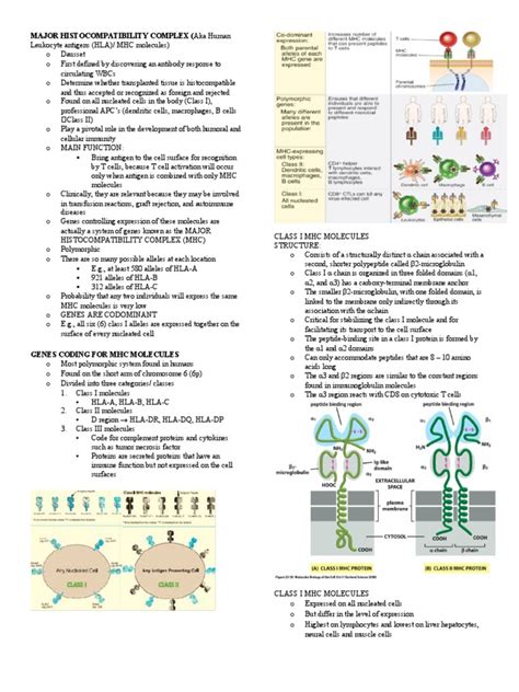 Major Histocompatibility Complex Aka Human Pdf Major Histocompatibility Complex Mhc Class I