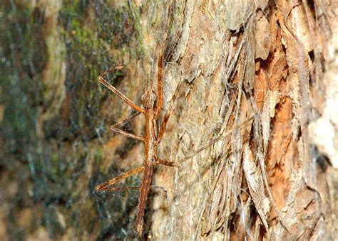 Goliath Stick Insect The Camouflage Master Eurycnema Goliath