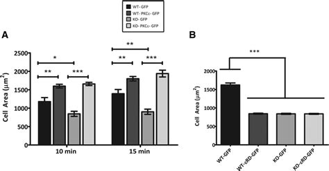 Pkc Re Expression Rescues The Spreading Defect In Ko Bmdm Wt And Ko Download Scientific