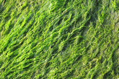 Growing Spirulina Plant