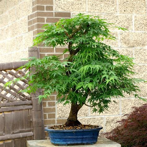 Jual Biji Pohon Bonsai Maple Green Bibit Pohon Bonsai Maple Hijau