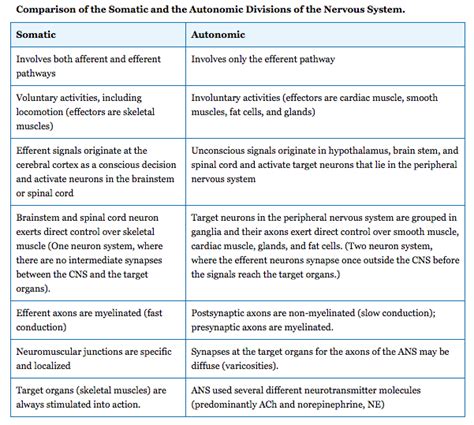 Somatic Nervous System Vs Autonomic Nervous System