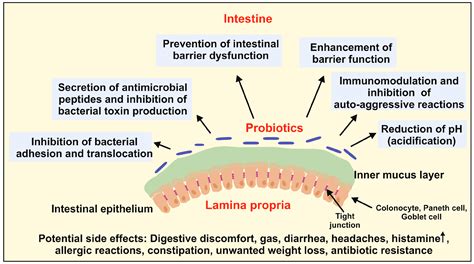 Effects Of Probiotics On Gut Microbiota An Overview