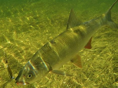 Жерех. Ловля. Особенности - FISHing MAGazine - интернет-журнал о ...