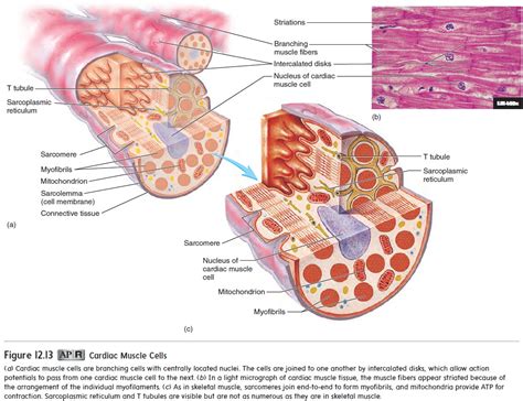 Cardiac Muscle Cell Structure Branching
