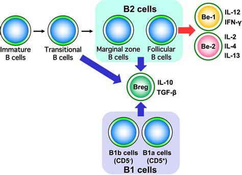 Involvement Of B Cells In The Development Of Systemic Sclerosis Pmc