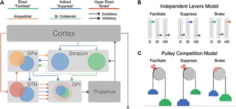 Architecture Of Cortico Bg Pathways And Hypothesized Functional Models Download Scientific