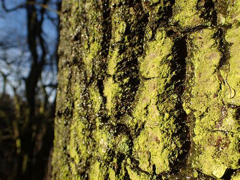 Pleurococcus Algae Wild Yorkshire