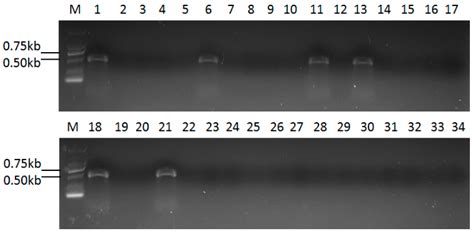 Ijms Free Full Text Mycoviruses In The Plant Pathogen