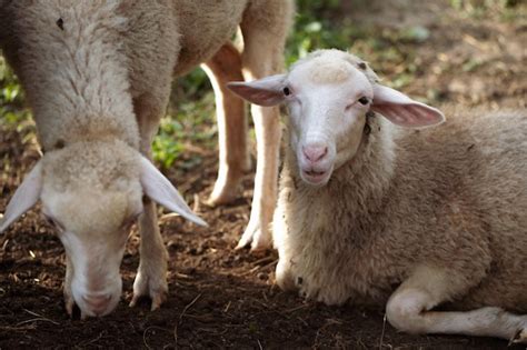 Premium Photo The Sick Sheep Is Lying On The Ground Next To A Group Of Other Sheep In Nature