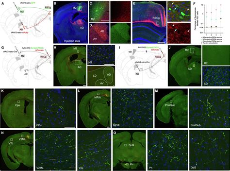 Mapping Memory Circuits Projects