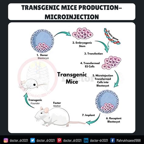 Microinjection Principles Steps Applications Advantages And